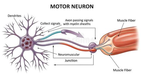 Diagram Of A Motor Neuron Showing The Dendrites Axon And Neuromuscular Junction Stock