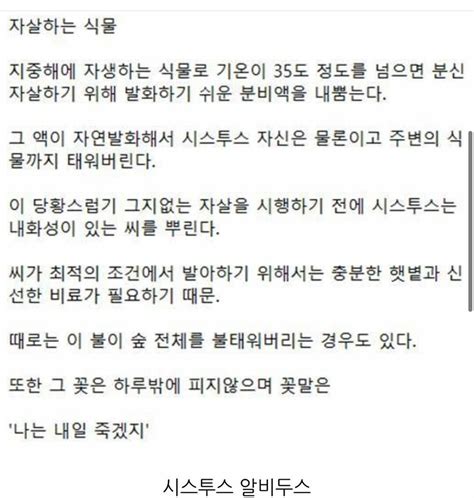 메이플스토리 인벤 공포의 식물 메이플스토리 인벤 자유게시판 구