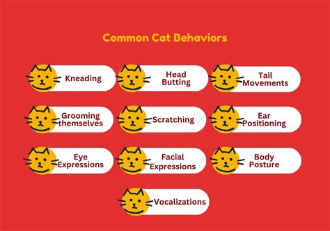 A Guide To Common Cat Behavior And Body Language