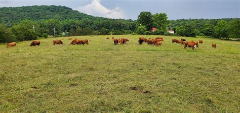 Grass Fed Beef Tennessee Rock Island Tn