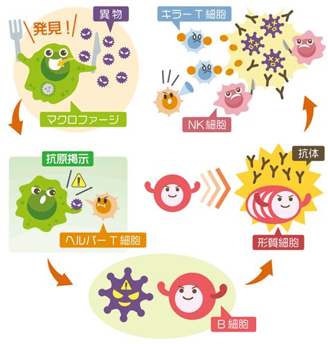 自然免疫獲得免疫とはわかりやすく免疫の仕組みを解説します
