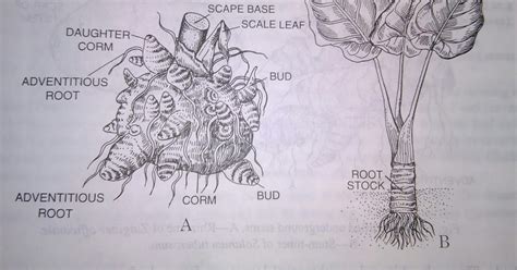 Stem Modification Of Stem Functions Types Of Modified Underground Stems Sub Aerial Modified