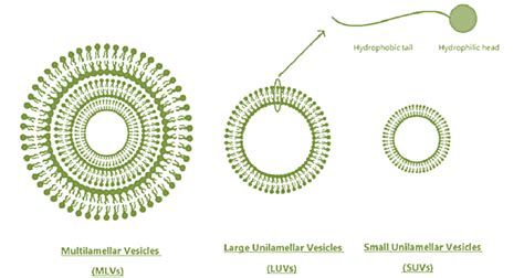 Types Of Niosomes [18] Other Types Of Niosomes That Are Mentioned In Download Scientific