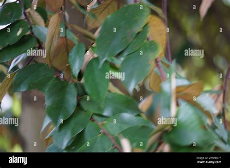 Pterospermum Javanicum Leaves With A Natural Background Indonesian