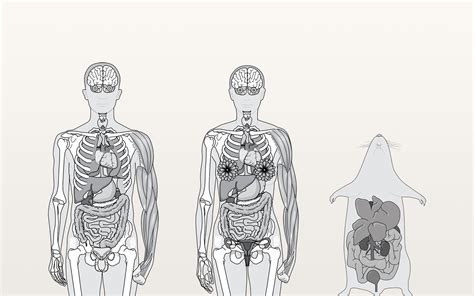 Semantic Body Browser
