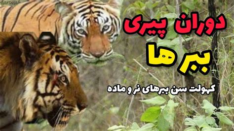 دوران پیری ببرهاپیری ببر نر ومادهحیواناتحیات وحشرازبقاآفریقامستند