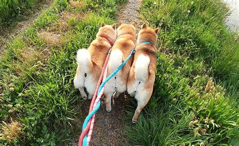 ぎゅうぎゅうしばおしくらまんじゅう状態で散歩する柴犬親子 だんご三兄弟並可愛い柴ケツなぜぎゅうぎゅうにまいどなニュース