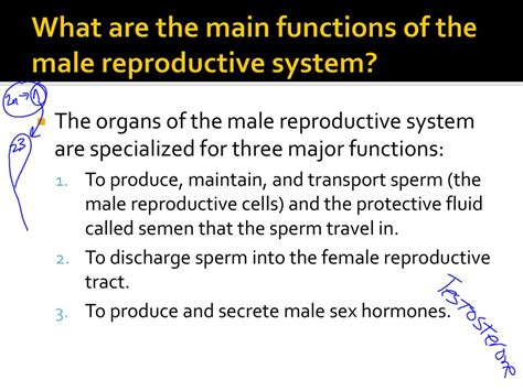 Topic 15 Human Reproductive System Ppt Download