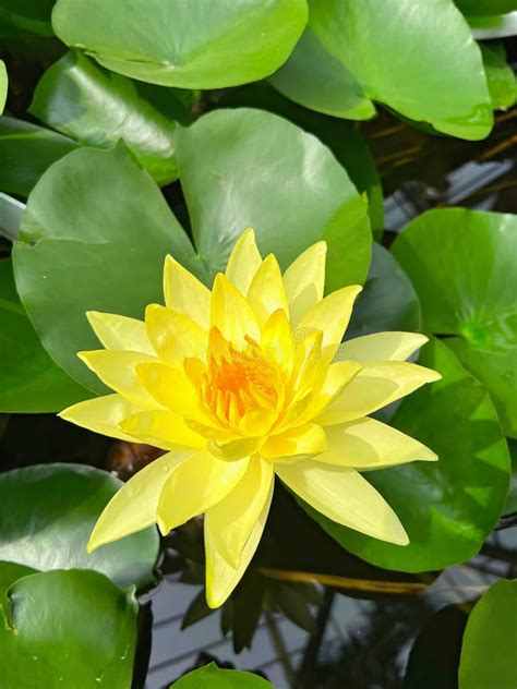 Vertical Closeup On A Yellow Water Lily Flower NYmphea On The Water Stock Image Image Of