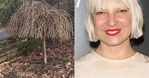 My Tree Looks Like Sia Album On Imgur
