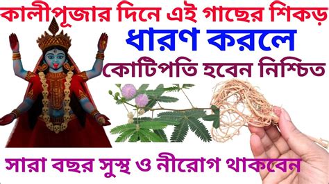 কালী পূজার দিনে এই গাছের শিকড় ধারণ করলে কোটিপতি হবেন নিশ্চিত সারা বছর