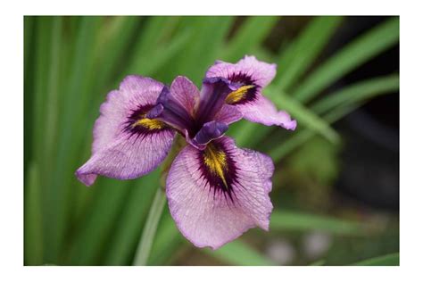 Vivaio Hydrophyllum Iris Pseudata Kurokawa Noh