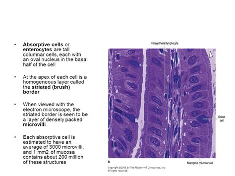 Gi Histology Ppt Video Online Download