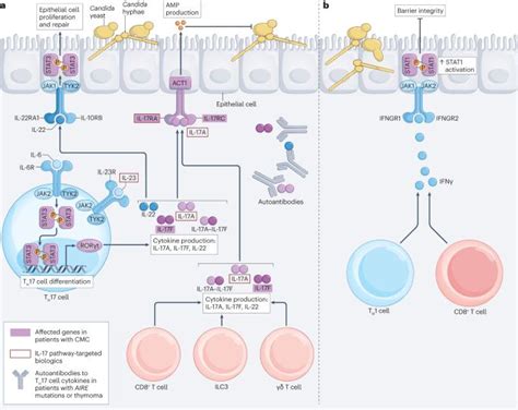 John Gordon On Linkedin Immune Responses To Human Fungal Pathogens And