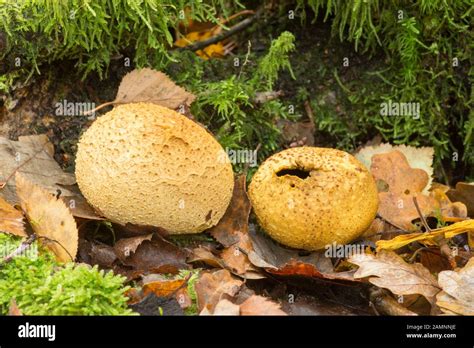Common Earth Ball Scleroderma Citrinum Two Bursting Open To Free Spores Sussex October Stock