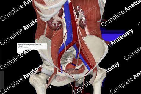 Renal Cortex Anterior Part Right Complete Anatomy