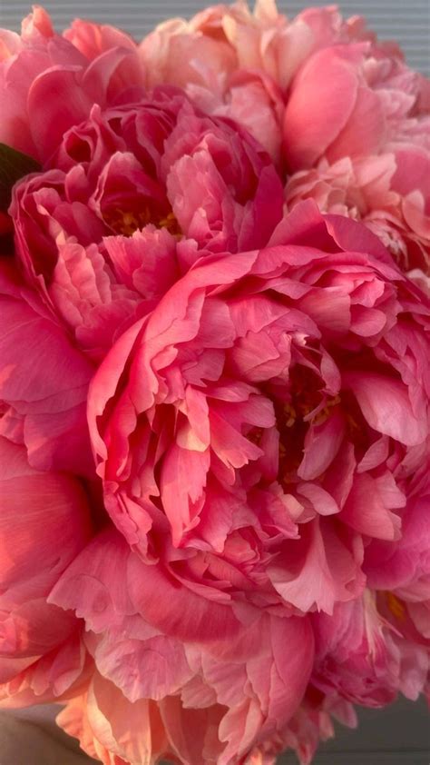 фоны для сторис и рилс цветы Hoa Mẫu đơn Mẫu đơn Hoa Tulip