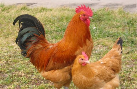 地鶏銘柄鶏ってなあに国産の魅力もっとチキンが好きになる チキンの里 一般社団法人 日本食鳥協会