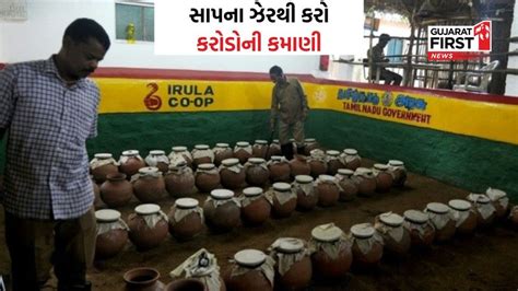 સાપના ઝેરથી કમાય છે લોકો કરોડો રૂપિયા જાણો કેવી રીતે Gujarat First