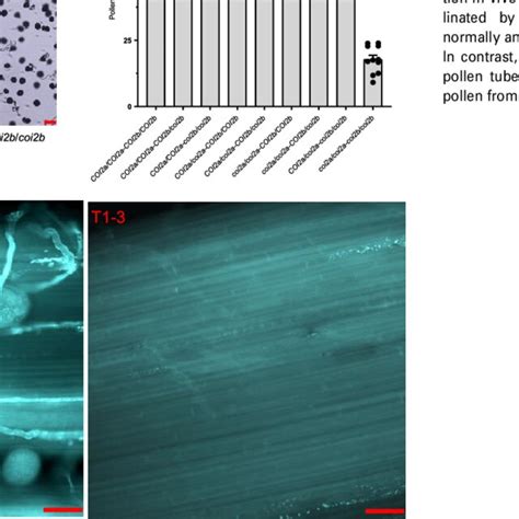 in vitro and in vivo pollen viability assays a comparison of pollen