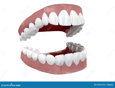 Teeth Set Open Isolated Royalty Free Stock Images Image 27921319