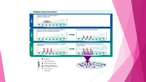 Elispot Ppt
