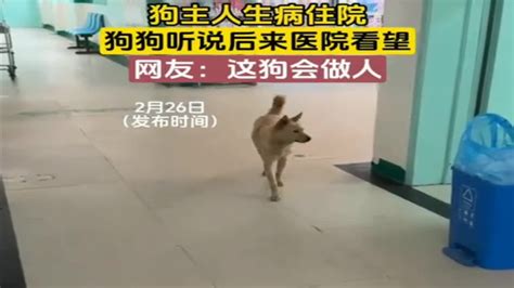 狗主人生病住院，狗狗听说后来医院看望，网友：这狗会做人