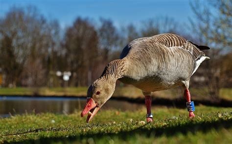Free Images Nature Grass Meadow Lake Animal Pond Wildlife Eat
