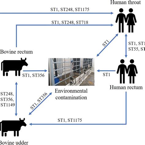 Hypothetical Group B Streptococcus Transmission Routes Between People
