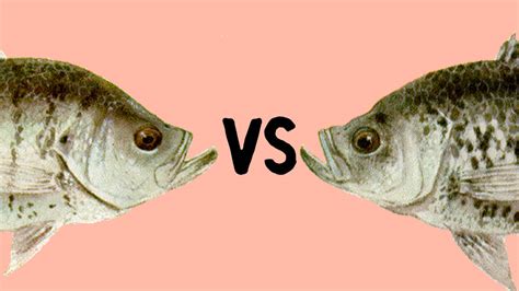 White Crappie Vs Black Crappie What Is The Difference
