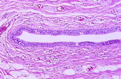 Stratified Cuboidal Epithelium Salivary Gland Duct Histology Slides