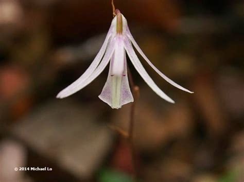 The Rainforests Of Borneo And Southeast Asia Nephelaphyllum Beccarii