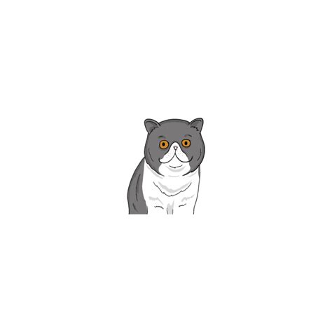 Exotic Shorthair