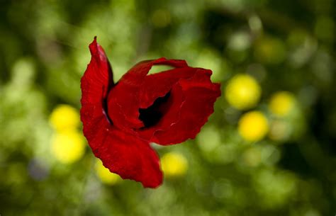 Papaver Rhoeas Fleur La Nature Photo Gratuite Sur Pixabay Pixabay