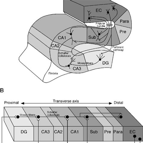 1 The Hippocampal Formation A Output From Entorhinal Cortex Layer