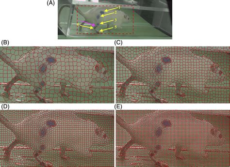 A Sample Video Frame Of Rat Locomotion With Five Markers Drawn On The