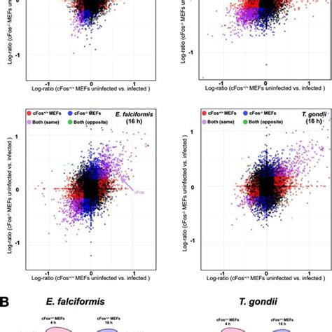 Transcriptomic Analysis Of The Wild Type And Cfos Knockout Mouse