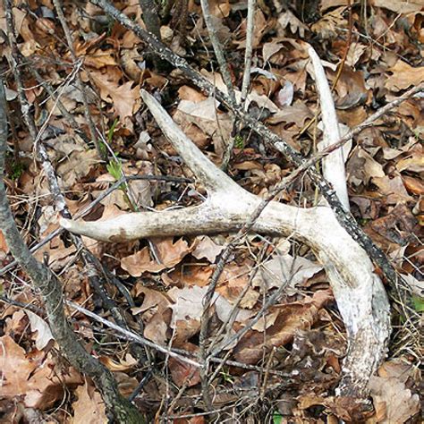 Buck Antler Shed Hunting Ontario Canada Camp Narrows Lodge
