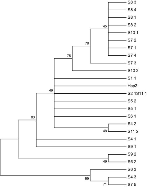 Neighbour Joining Tree Of Mtdna D Loop Haplotypes Of Phoxinus