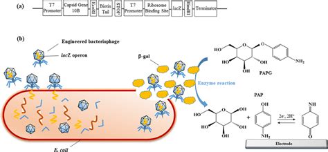 Scheme Representation Of Electrochemical Detection Of E Coli Using