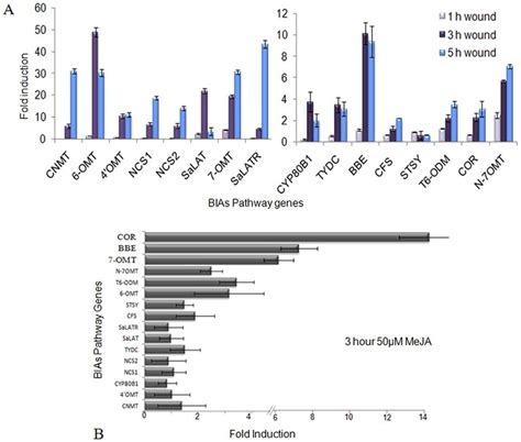 Real Time Expression Analysis Of Selected Bias Biosynthetic Pathway Download Scientific Diagram