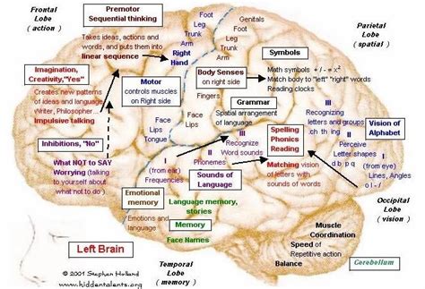 Brain Maps And Cognitive Functions Personality Cafe