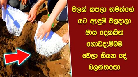 ඔබ මේවා දකින්නේ ජිවිතේ පළමු වතාවට Ep155 Youtube