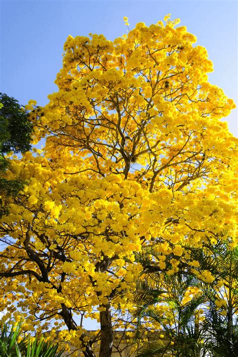 16 Stunning Yellow Flowering Trees To Brighten Up Your Garden