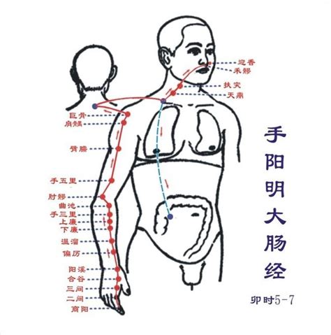 手部經絡穴位圖 手陽明大腸經圖 每日頭條