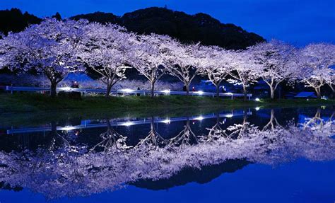 満開の夜桜映す水鏡 田んぼに「春の風物詩」 4月2日までライトアップ いすみ・札森地区 千葉日報オンライン