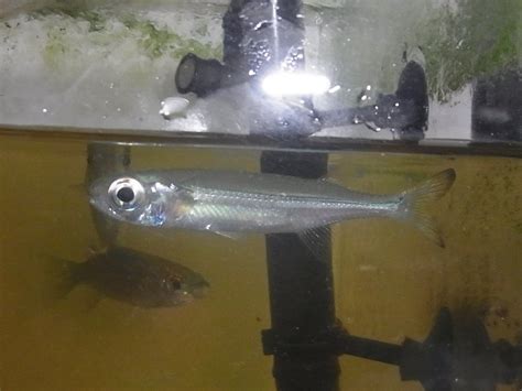 ヤクシマイワシ 近海魚熱帯海水魚の採集飼育