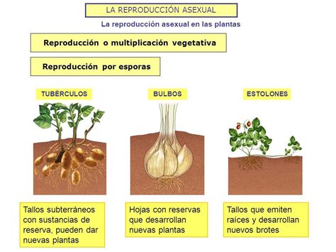 ReproducciÓn Asexual De Las Plantas Qué Es Características Tipos Y