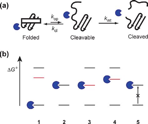 Figure From Energetics Based Protein Profiling On A Proteomic Scale Identification Of