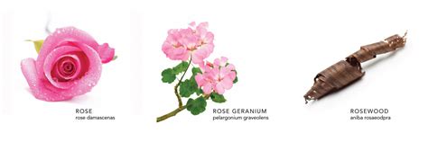Rose Absolute Mist With Electrolyte Enhanced Coconut Water